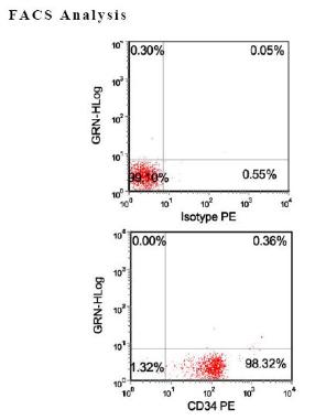 CD34+ Hematopoietic Stem Cells